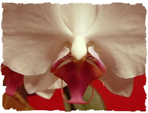 Crystals For Sex Crystal Vaults