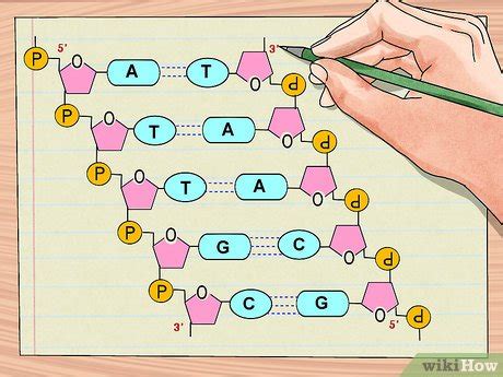 How To Understand DNA Structure Steps With Pictures