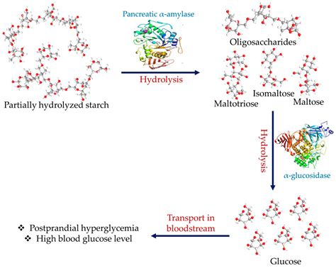 Starch Hydrolysis Amylase