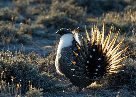Spatially Explicit Models Of Seasonal Habitat For Greater Sage‐grouse