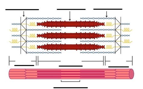 Label The Sarcomere Structure Diagram Quizlet