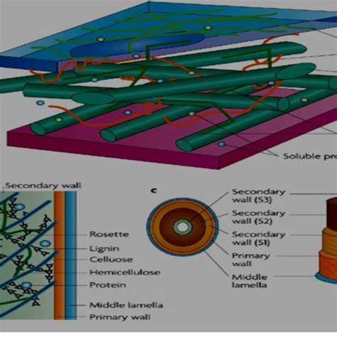 1 A Cell Wall Structure Containing Cellulose Microfibrils Download Scientific Diagram