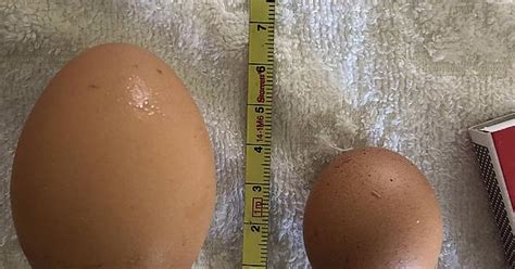 Egg Size Comparison Album On Imgur