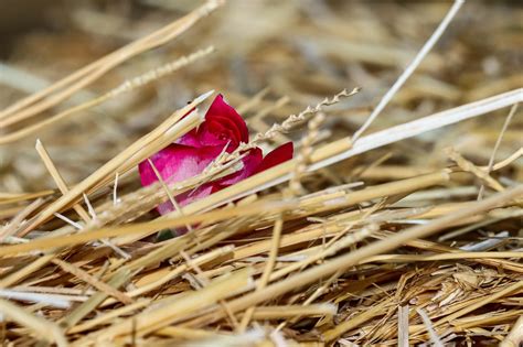 Rose Hidden Straw Free Photo On Pixabay Pixabay