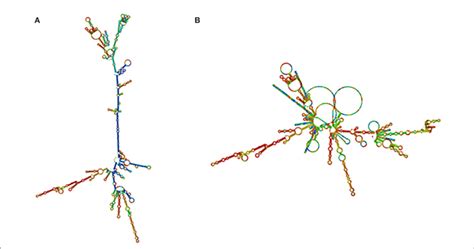 Figure Mrna Structure Prediction A Optimal Secondary Structure B Download Scientific