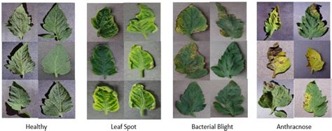 Sample Images From Four Classes Download Scientific Diagram