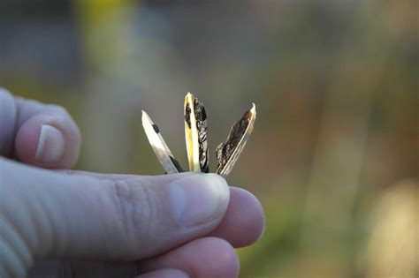Hosta Seeds Harvesting Buying And Top 10 Growing Tips