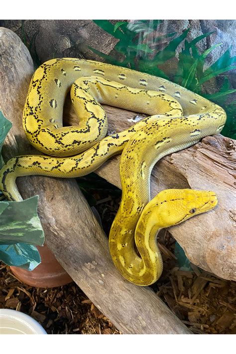 Platinum Phantom Reticulated Python Juvenile Ohio Pet Depot