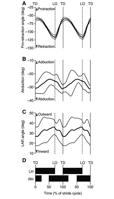 mean ± s d angular rotations at the femoral fulcrum n 20 relative to