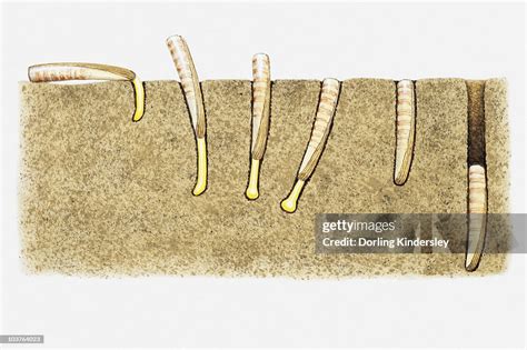 Illustration Of The Burrowing Technique Of A Razor Clam High Res Vector