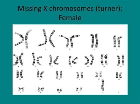 Ppt Mitosis Vs Meiosis Powerpoint Presentation Free Download Id