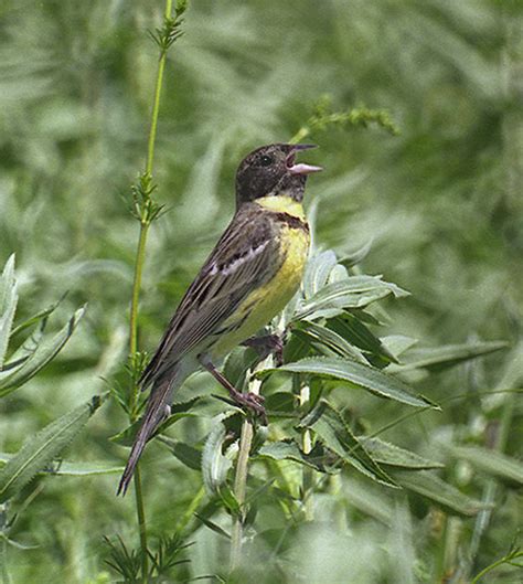 Yellow Breasted Bunting Birdforum Opus Birdforum