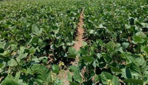 ကျောက်ဆည်မြို့နယ်တွင် နွေပဲတီစိမ်းသီးနှံ ၆၈၀၄ ဧက စိုက်ပျိုးသွားမည်ဖြစ