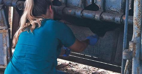 Importance Of Testing Bulls For Trichomoniasis Between Breeding Seasons Cow Calf Corner