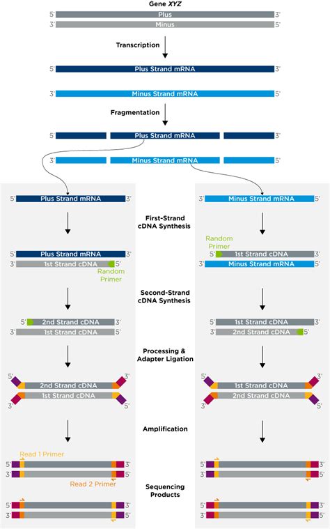 Stranded Vs Non Stranded Rna Seq
