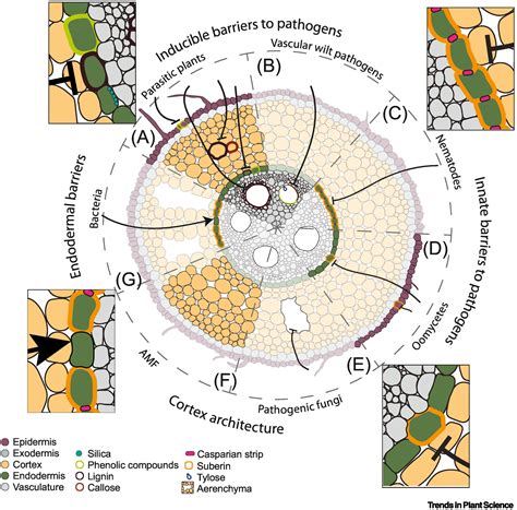 Plant Root Cell Mitosis In Plant Root Light Micrograph Stock Image