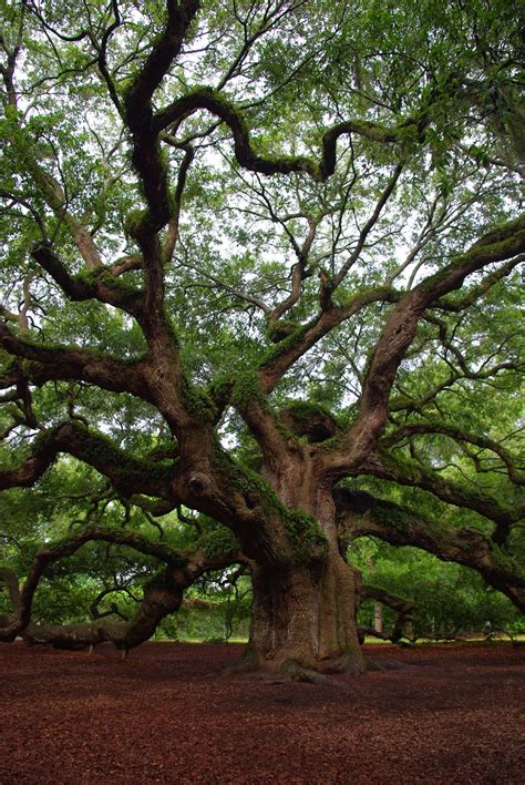 Plant Library Angel Oak Quercus Virginiana Of Charleston Sc