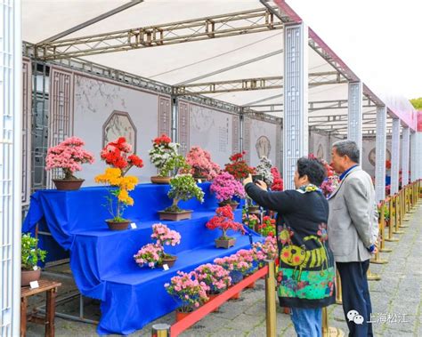 中国杜鹃花展上，松江这家单位捧回1金2铜！澎湃号·政务澎湃新闻 The Paper