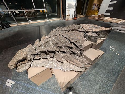 How Rapid3d Brought Borealopelta From The Early Cretaceous To The