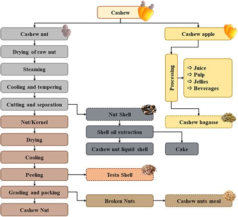 Flow Chart Of Cashew Nut And Cashew Aplle Processing Source Adapted
