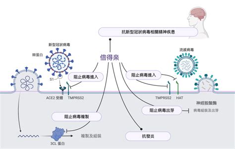 替代醫療 抗病毒產品 Syneurx