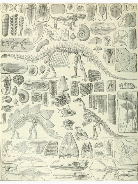 Fossil Chart Photographic Print By Bluespecsstudio Redbubble
