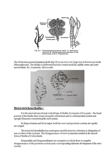 Department Of Botany Girraj Govt College Range Of Thallus Structure In Algae