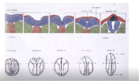 Psychology 2200 Lecture 9 Lesson 9 Flashcards Quizlet