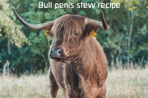 Bull Penis Stew Recipe Green Prophet