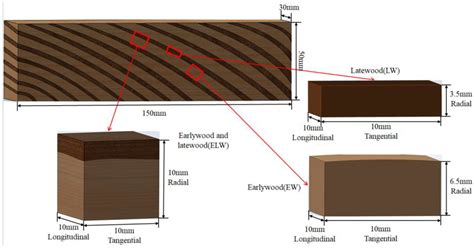 Differences Between Early Wood And Late Wood At Joan Currie Blog