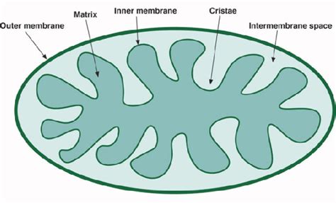 Figure 1 From Regulation Of Human Mitochondrial Dna Replication And Transcription Semantic Scholar
