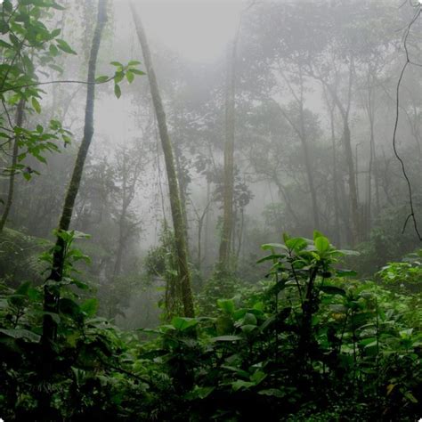 The Story Of Borneo Rainforest A Living Legacy Complete