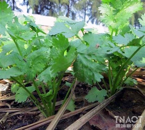 ជីធម្មជាតិគឺជាអ្វី មានប្រភពមកពីណា មានប្រយោជន៍អ្វីខ្លះ Tnaot