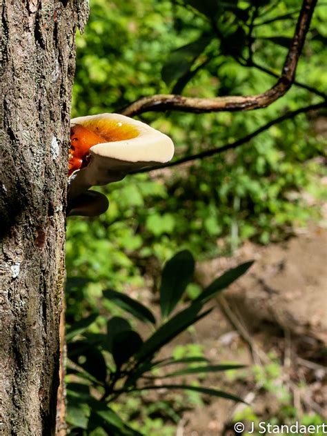 Hemlock Varnish Shelf Mushroom Ganoderma Tsugae Western Carolina