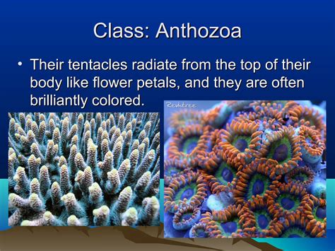 Classe Anthozoa Notes Ppt