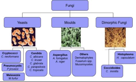 3 Fungal Infections Flashcards Quizlet