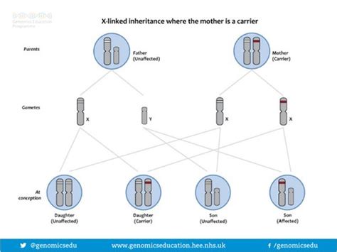 9a Health Effects Of Sex Manual Entry Flashcards Quizlet