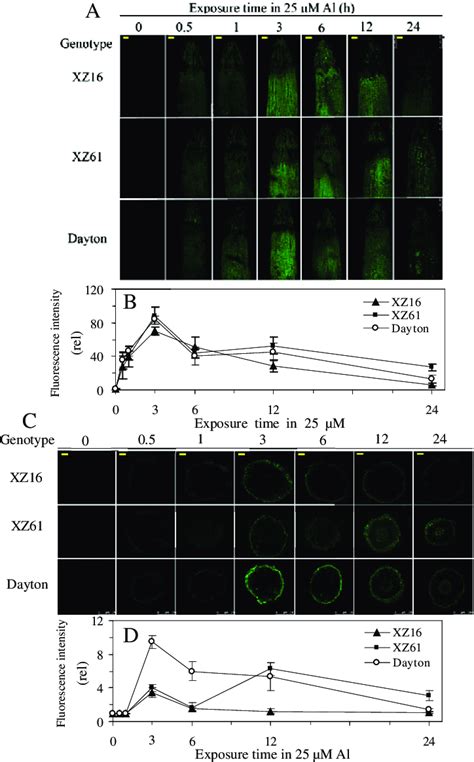 Al Localization In Longitudinal A And Cross B Sections Of Xz16 Download Scientific Diagram
