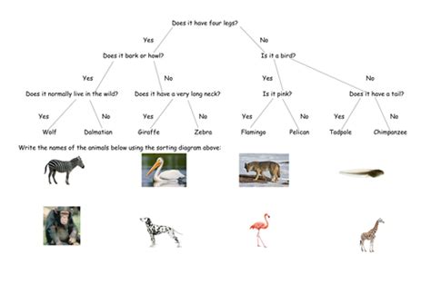 Using Sorting Branch Diagrams Full Lesson Teaching Resources