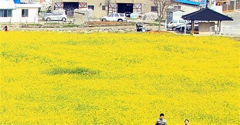 유채꽃 만발한 봄의 들판