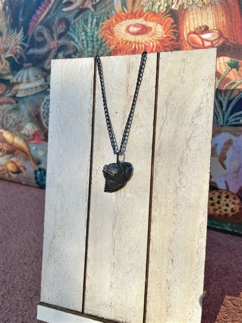 Extinct Adult Snaggletooth Shark Tooth Fossil On A Stainless Steel