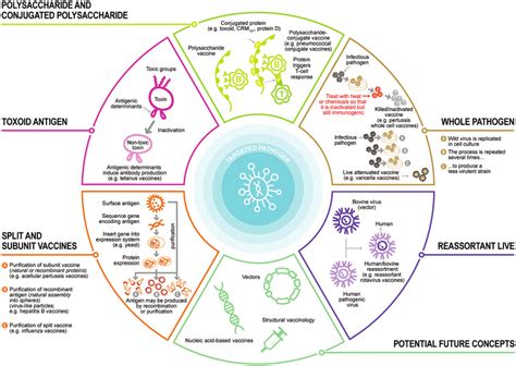Different Types Of Vaccines Vaccines Can Be Produced Using Different Download Scientific