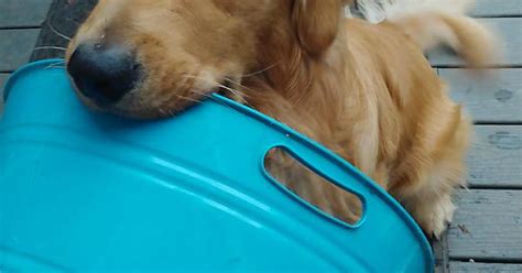 I Showed You My Bukkit Plz Show Bobs And Vagene Album On Imgur