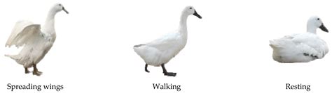 Pose Estimation And Behavior Classification Of Jinling White Duck Based On Improved Hrnet
