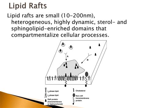Ppt Biological Membranes Cell Compartments Powerpoint Presentation