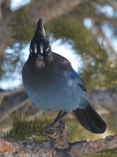 Stellers Jay Geeky Girl Engineer