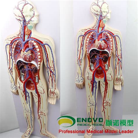 心脏和肺的位置心的位置在哪里心位置大山谷图库