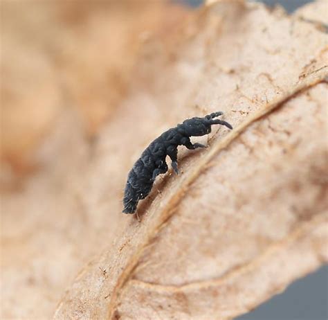 Springtail Bugguidenet