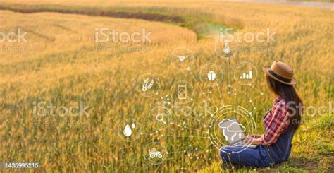 스마트 농업 개념 밀밭의 배경에 기술 디지털 태블릿을 가진 농부 전문 농부들은 농장을 관리하기 위해 사물 인터넷 컴퓨터 시스템을