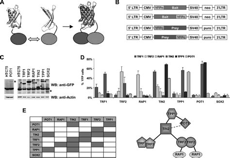 Pca Bifc Reveals Complex Interactions Among The Six Telomeric Proteins Download Scientific